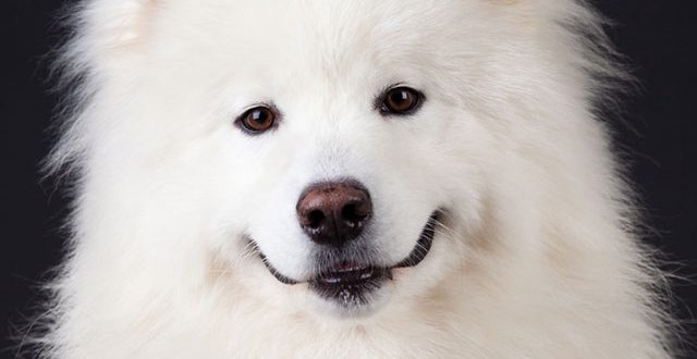 Samoieda Personalidade E Comportamento Da Raça | Mundo Ecologia