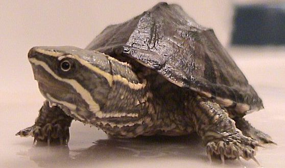 Tartaruga Almiscarada: Características, Nome Cientifico e Fotos | Mundo ...