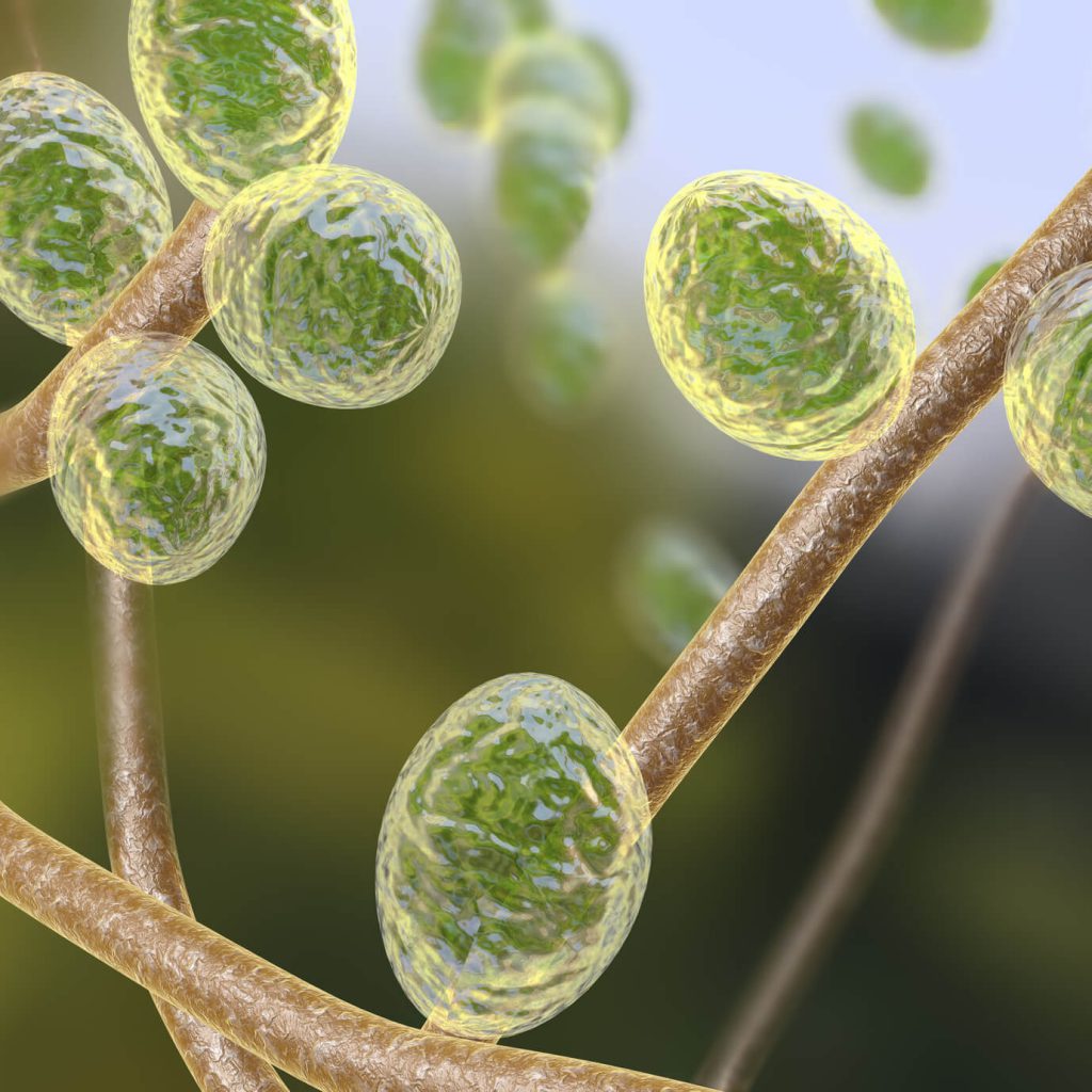 Tudo Sobre Fungos: Características, Nome Cientifico e Fotos – Mundo ...
