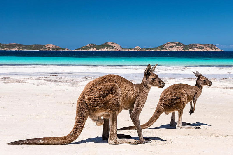 Canguru Macropus Fuliginosus: Características, Hábitos e Fotos | Mundo ...