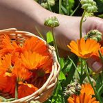 Tudo Sobre a Calêndula: Características, Nome Cientifico e Fotos ...