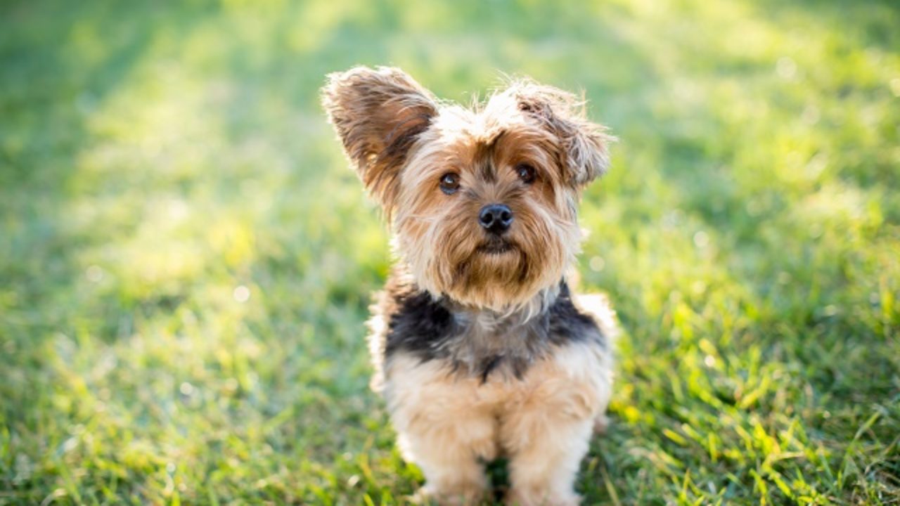 Com Que Idade o Yorkshire Para de Crescer? – Mundo Ecologia