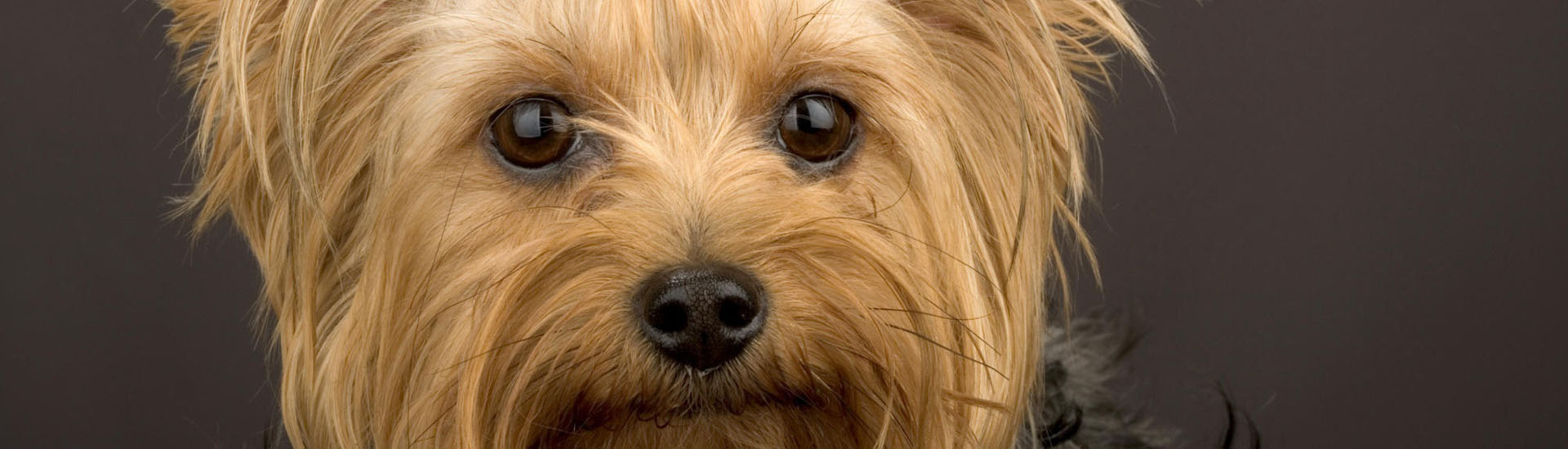 Yorkshire: Curiosidades e Fatos Interessantes Sobre a Raça | Mundo Ecologia