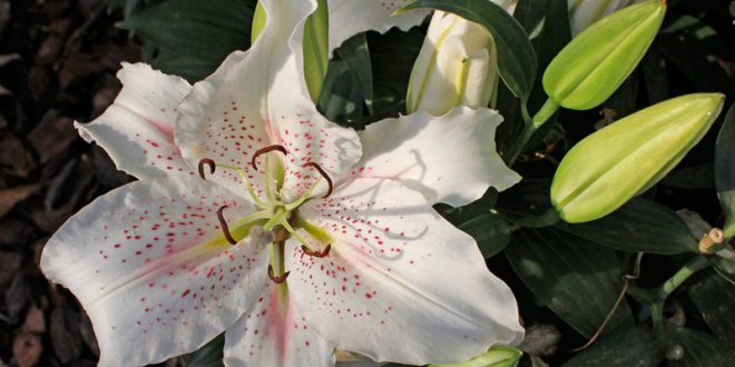 Como Plantar, Podar e Cultivar um Lírio? | Mundo Ecologia