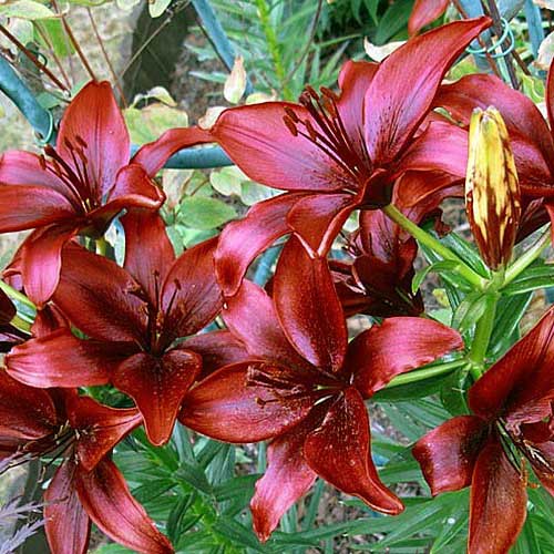 Como Plantar, Podar e Cultivar um Lírio? | Mundo Ecologia