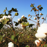 Qual é a Área Plantada do Brasil? | Mundo Ecologia