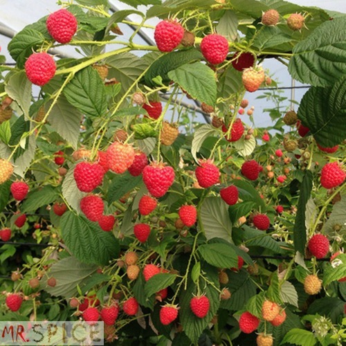 Árvore De Framboesa: Raiz, Folha, Flor, Fruto, Fotos E Nome Científico ...
