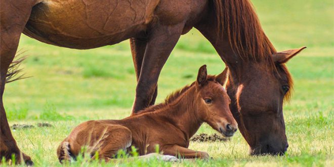 Fases Do Parto Em Éguas E Tabela De Gestação Do Cavalo | Mundo Ecologia