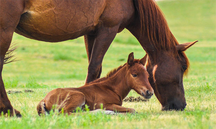 Fases Do Parto Em Éguas E Tabela De Gestação Do Cavalo – Mundo Ecologia