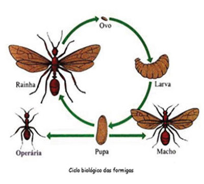 A História da Formiga e a Origem do Animal – Mundo Ecologia