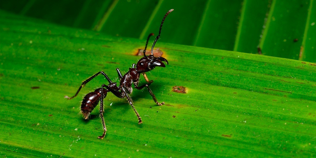 A História da Formiga e a Origem do Animal – Mundo Ecologia