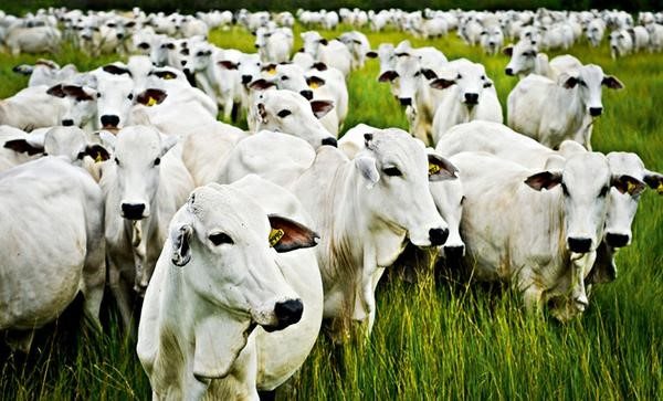Qual é a Importância da Agropecuária para o Brasil? | Mundo Ecologia