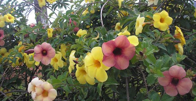 Alamanda: Origem, História, Significado, Cuidados, Vantagens, Preço e ...