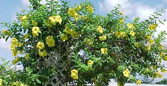 Cores de Alamanda: Quais São? Qual a Diferença Entre Elas? | Mundo Ecologia