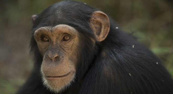 Comportamento do Chimpanzé, Hábitos e Modo de Vida do Animal – Mundo ...