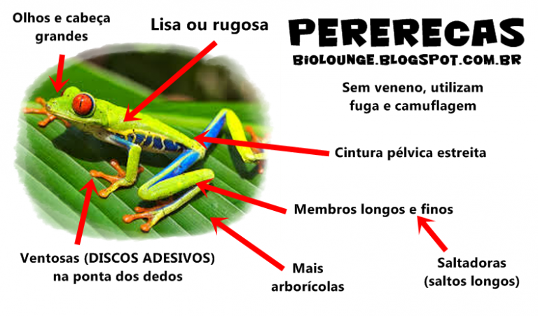 Historia da Perereca e Origem do Animal | Mundo Ecologia