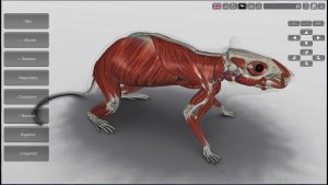 Os Ratos Tem Ossos? Quantos Ossos Eles Tem? | Mundo Ecologia