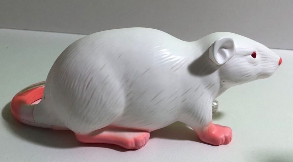 Os Ratos Tem Ossos? Quantos Ossos Eles Tem? | Mundo Ecologia