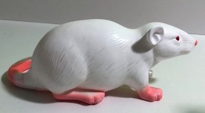 Os Ratos Tem Ossos? Quantos Ossos Eles Tem? | Mundo Ecologia