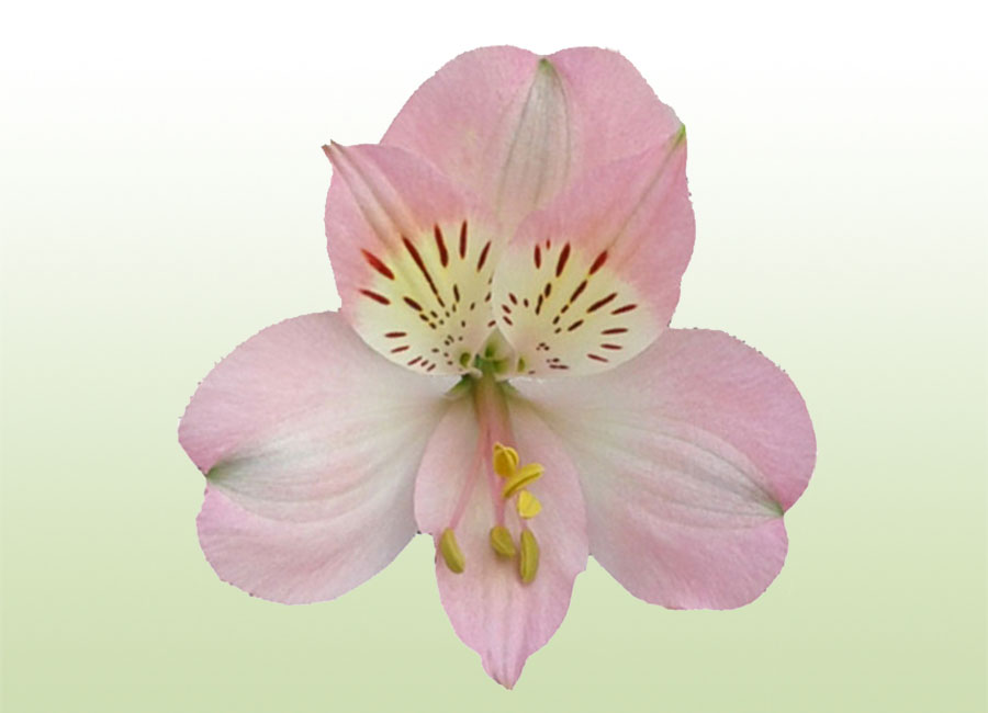 Como Cultivar E Fazer Durar a Flor Astromélia – Mundo Ecologia