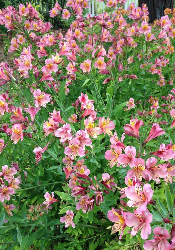 Flor Astromélia Marsala: Características, Cultivo e Fotos – Mundo Ecologia