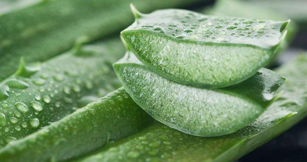 Babosa Benefícios Medicinais: Quais São? Como Tirar Proveito | Mundo ...