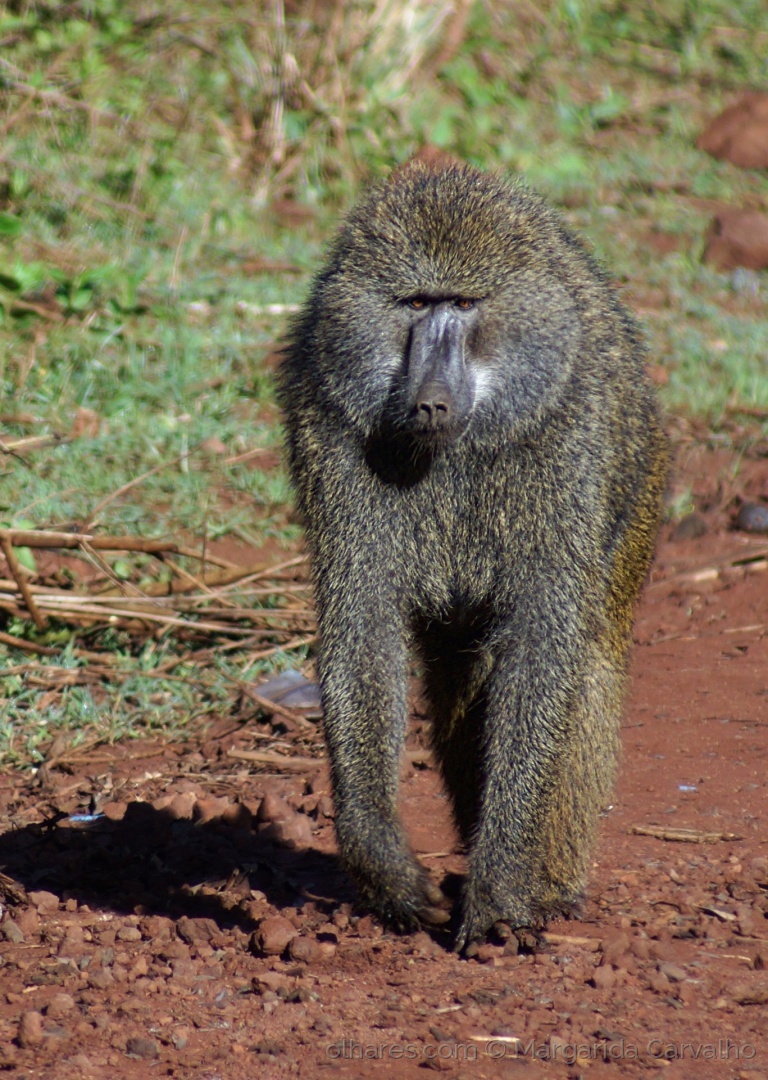 Babuíno: Curiosidades e Fatos Interessantes Sobre o Animal | Mundo Ecologia