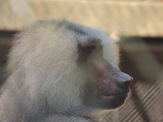 Babuíno: Curiosidades e Fatos Interessantes Sobre o Animal | Mundo Ecologia