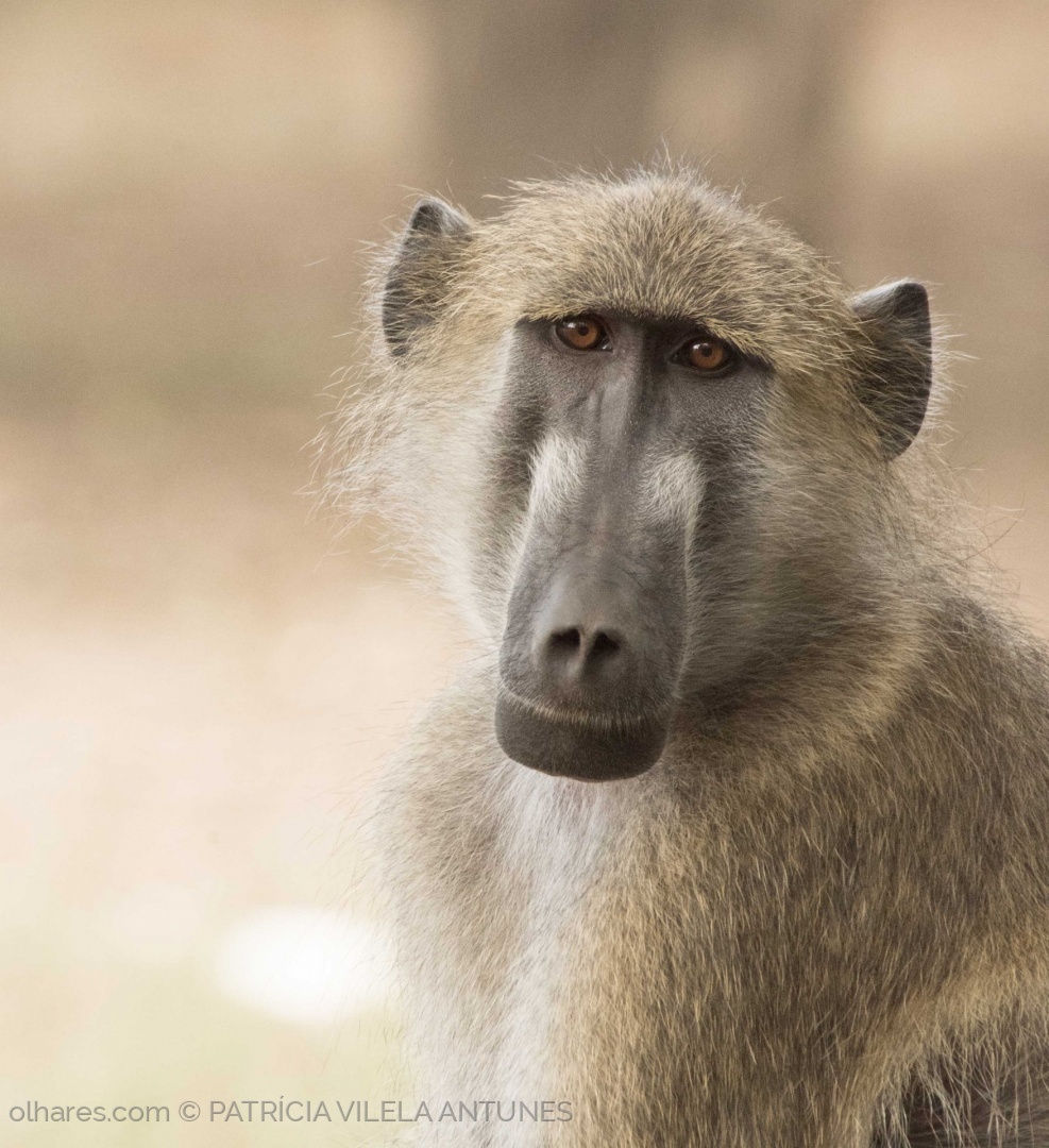 Ciclo de Vida do Babuíno: Quantos Anos Eles Vivem? | Mundo Ecologia