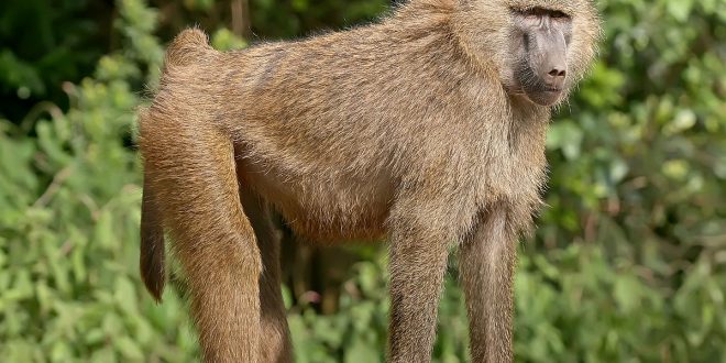 Tudo sobre o Babuíno: Características, Nome Cientifico e Fotos | Mundo ...