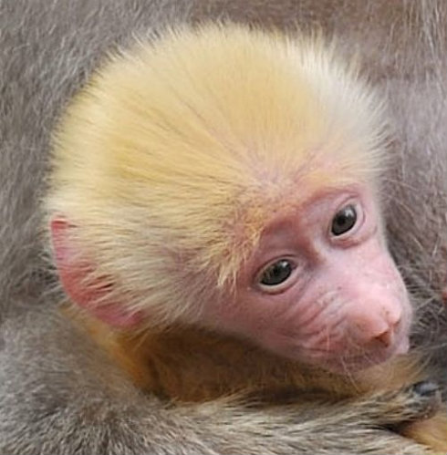 Ciclo de Vida do Babuíno: Quantos Anos Eles Vivem? | Mundo Ecologia