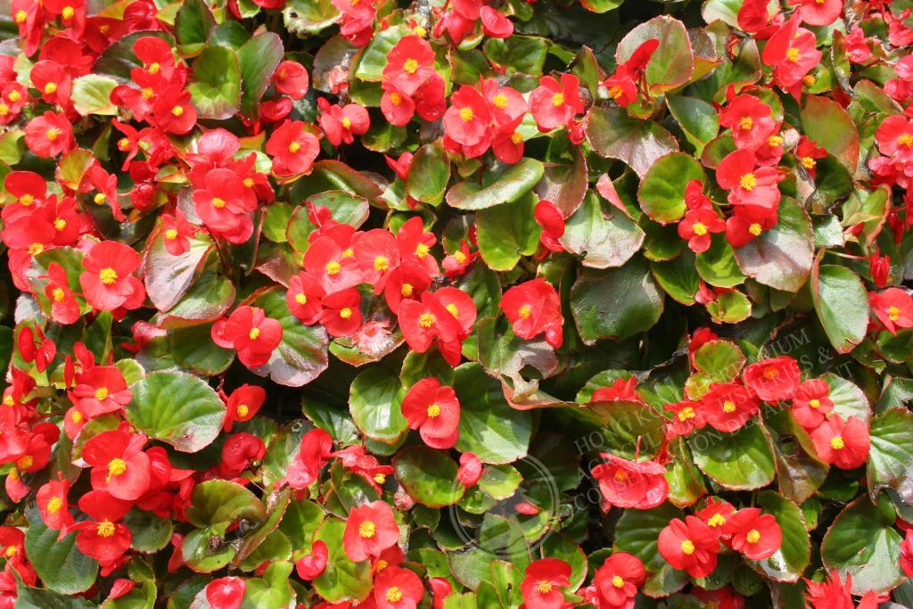 Begônia Cucullata: Características, como Cuidar, Mudas e Fotos | Mundo ...