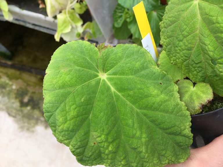 Tipos de Begônia: Espécies e Classificações Inferiores com Fotos ...