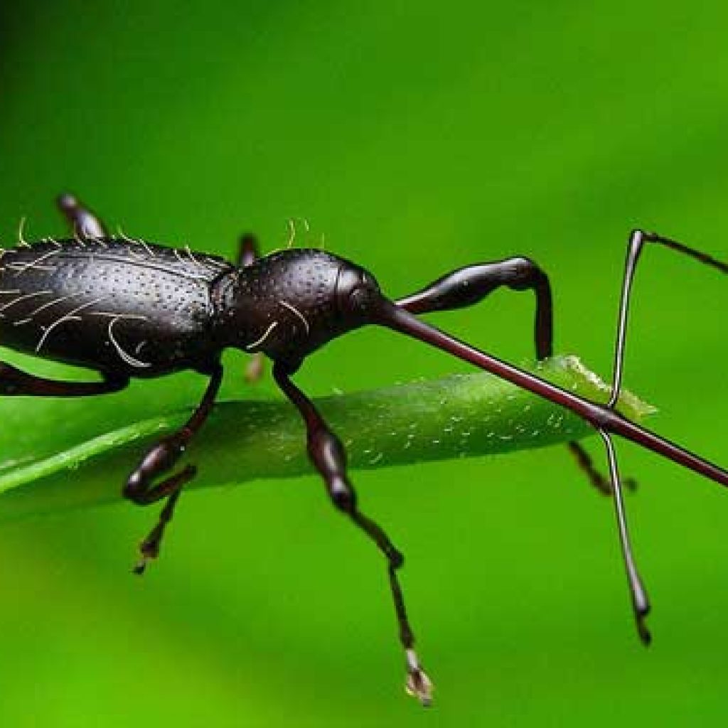Besouro Bicudo: Características, Nome Cientifico eFotos | Mundo Ecologia