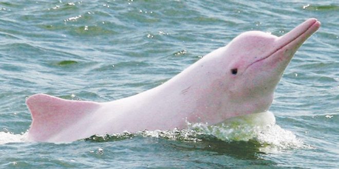 Folklore across Latin Countries : r/asklatinamerica