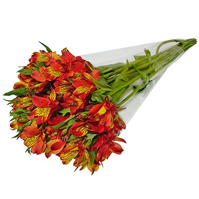 Flor Astromélia Marsala: Características, Cultivo e Fotos – Mundo Ecologia