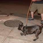 O Que Fazer Quando o Cachorro Come um Rato, ou Morde? – Mundo Ecologia