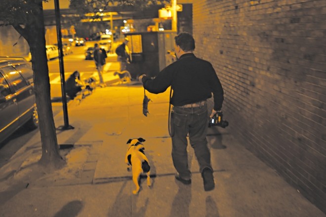 O Que Fazer Quando o Cachorro Come um Rato, ou Morde? – Mundo Ecologia