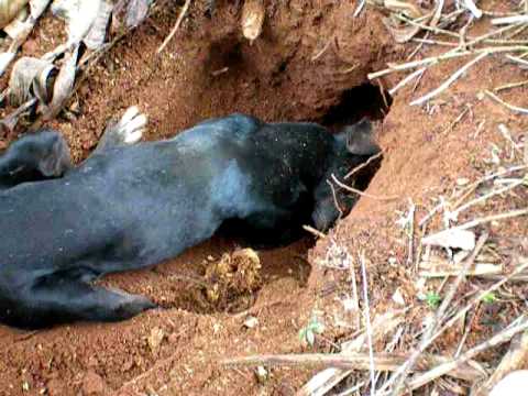 O Que Fazer Quando o Cachorro Come um Rato, ou Morde? – Mundo Ecologia