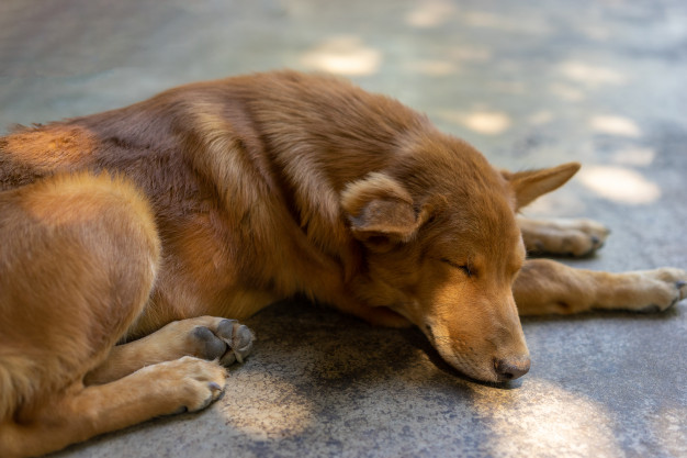Por Que O Cachorro Chora Quando Está Dormindo? | Mundo Ecologia