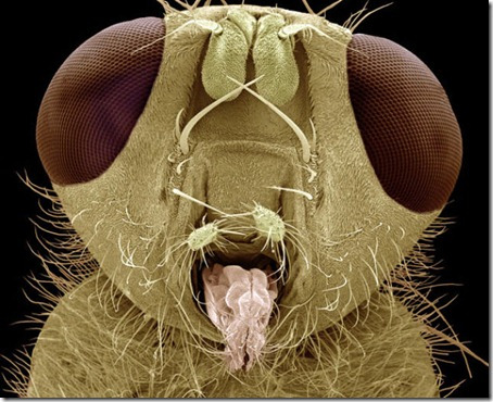 Mosca dos Estábulos: Caracteristicas, Como Evitar, Habitat e Fotos ...