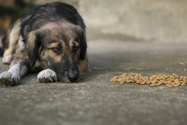Por Que O Cachorro Chora Quando Está Dormindo? | Mundo Ecologia