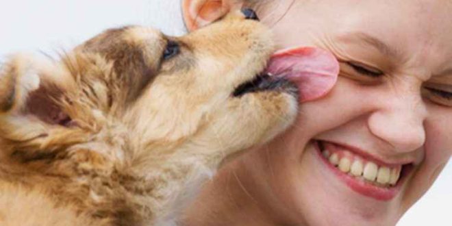 O que Quer Dizer Quando o Cachorro Lambe? | Mundo Ecologia