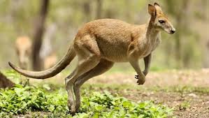 Lista De Tipos De Canguru Animal: Espécies Com Nomes E Fotos | Mundo ...