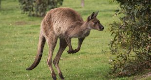 Cavalo Pangaré: Características, História, Origem e Fotos | Mundo Ecologia