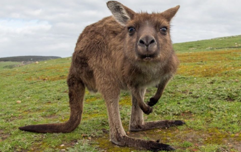 Onde Tem Canguru? Quais Países do Mundo Tem? Tem no Brasil? – Mundo ...
