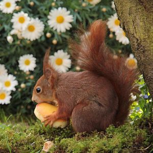 Ficha Técnica do Esquilo: Peso, Altura, Tamanho e Imagens – Mundo Ecologia