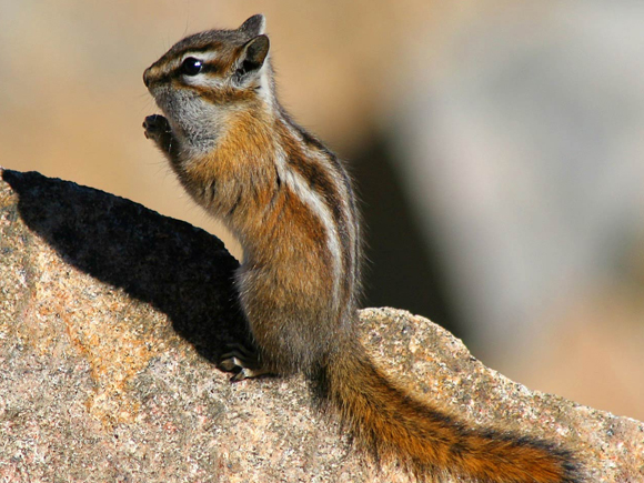 Ficha Técnica do Esquilo: Peso, Altura, Tamanho e Imagens – Mundo Ecologia
