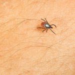 Como é Dividido o Corpo do Carrapato? Quais as suas Partes? | Mundo ...