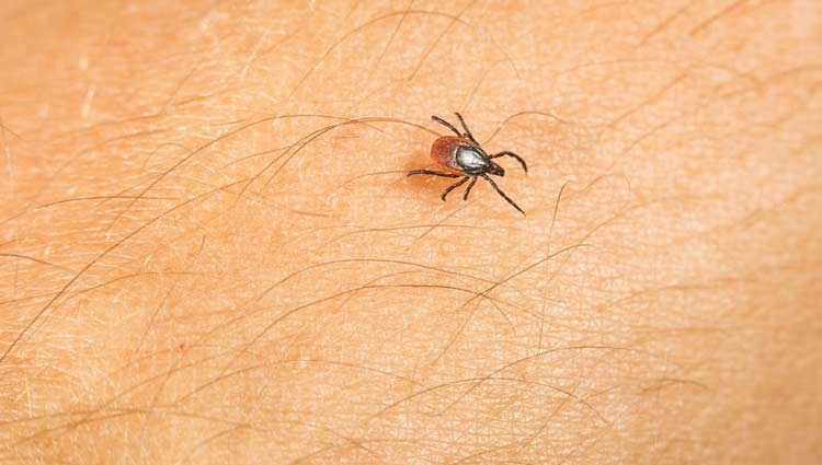 Como é Dividido o Corpo do Carrapato? Quais as suas Partes? – Mundo ...